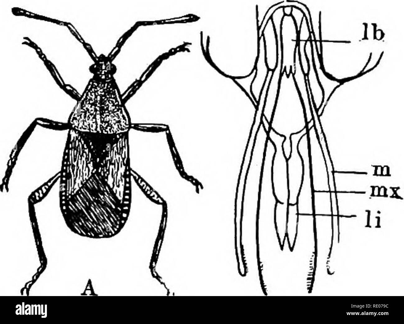 In upper labium hi-res stock photography and images - Alamy