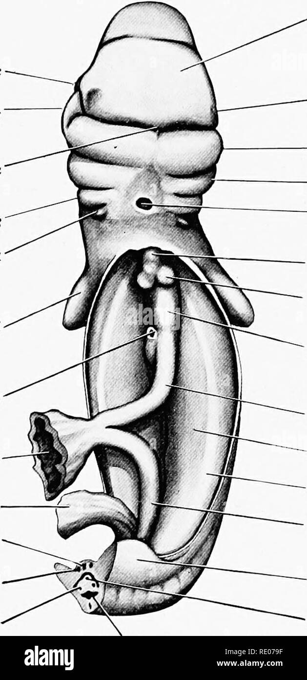 Mouth pouches Black and White Stock Photos & Images - Alamy