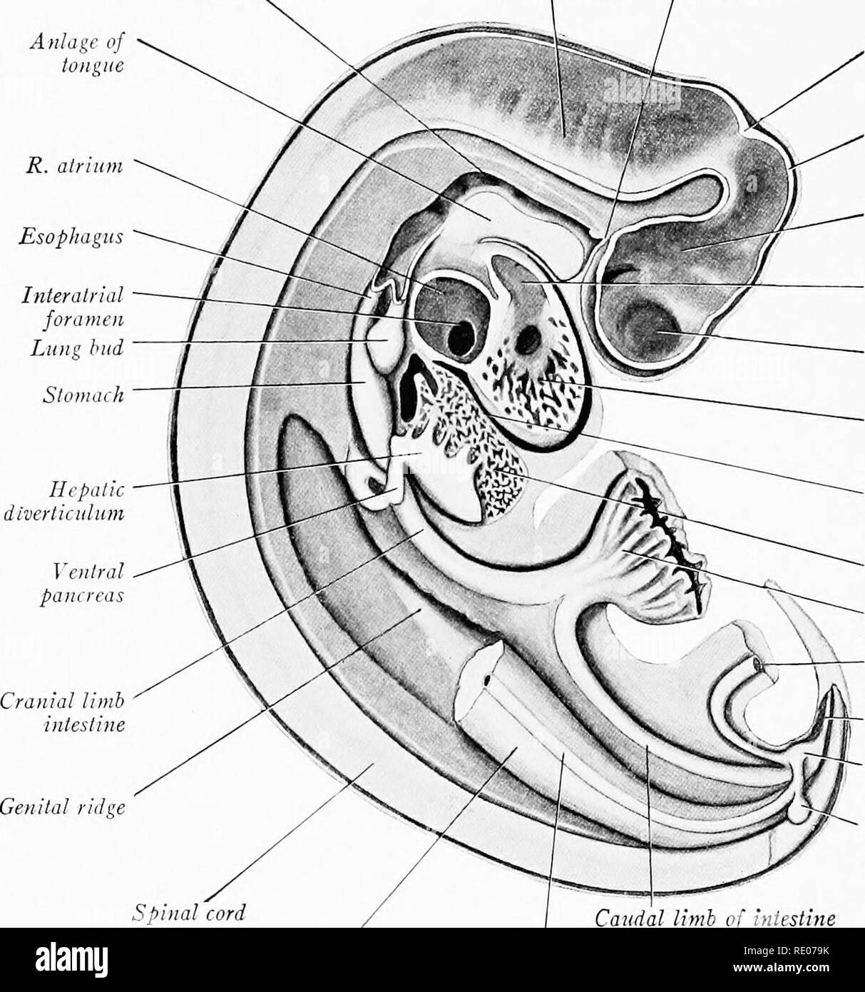 Pig lung Black and White Stock Photos & Images - Alamy