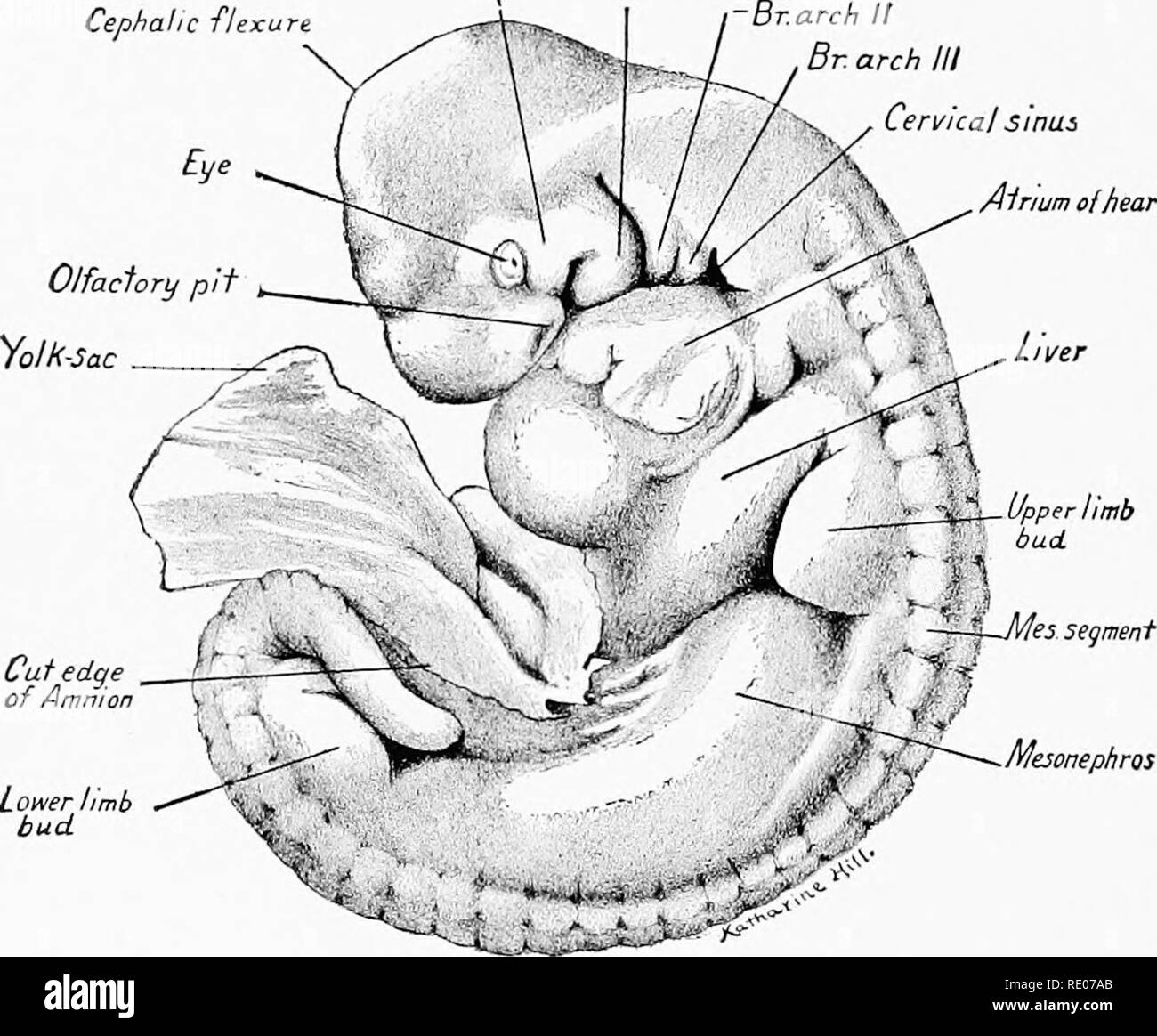 Pig embryos hi-res stock photography and images - Alamy