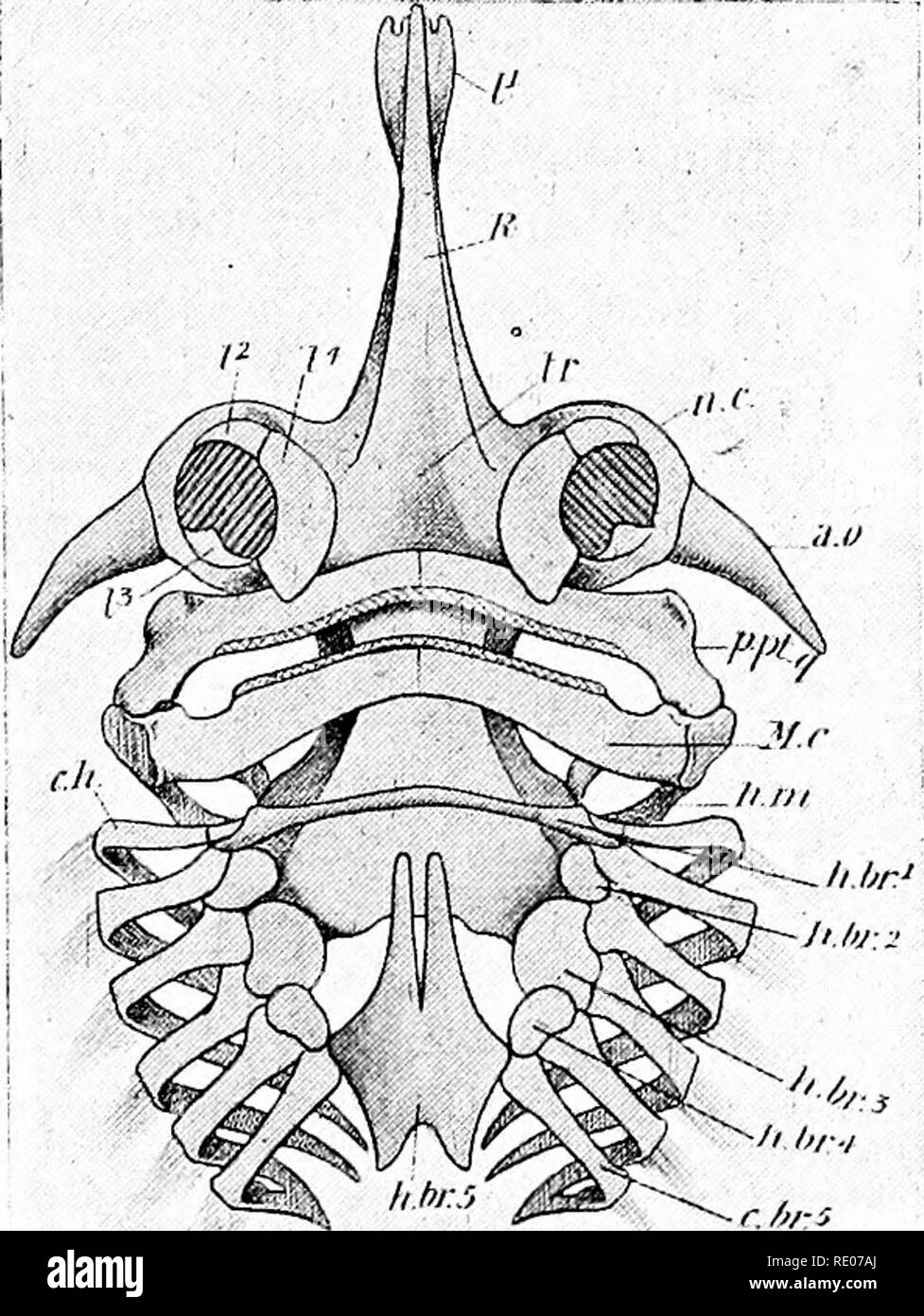 . Outlines of zoology. Zoology. THE SKELETON. 479 The vertebral column ...