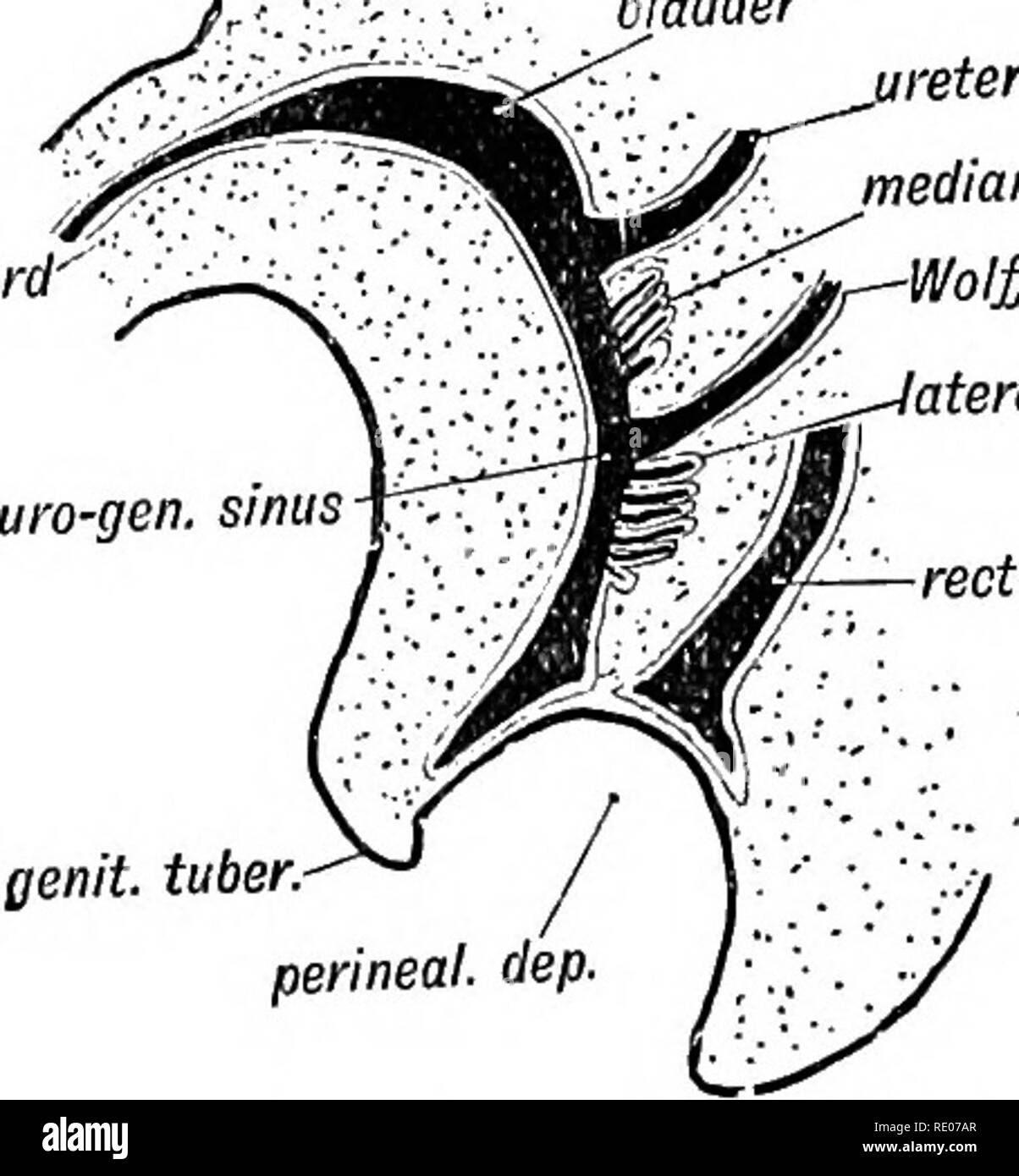 Prostatic Sinus