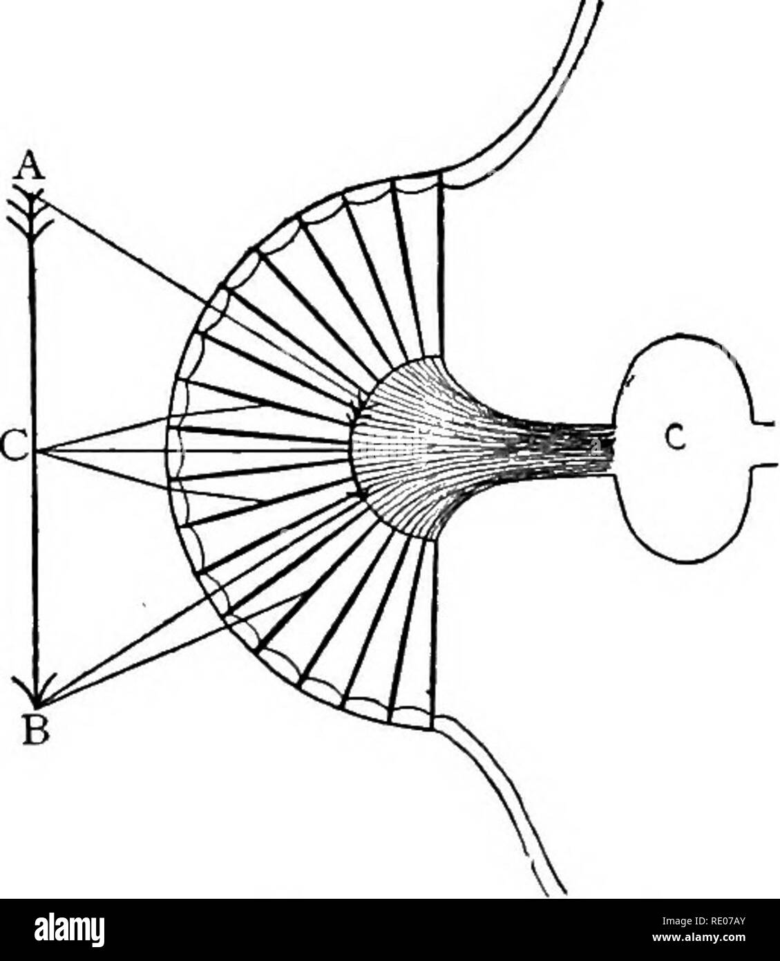 . Outlines of the comparative physiology and morphology of animals ...