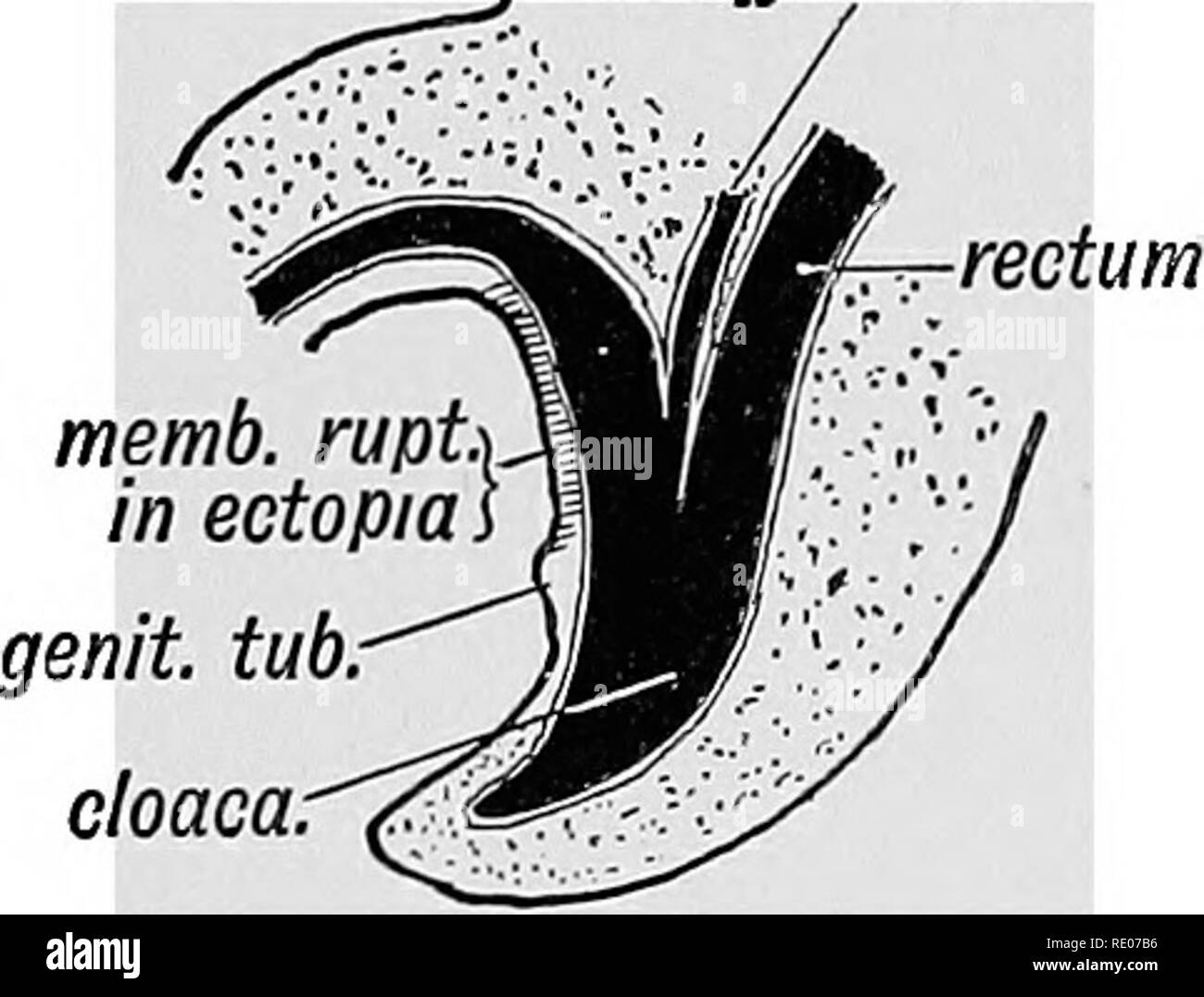. Human embryology and morphology. Embryology, Human; Morphology. THE ...