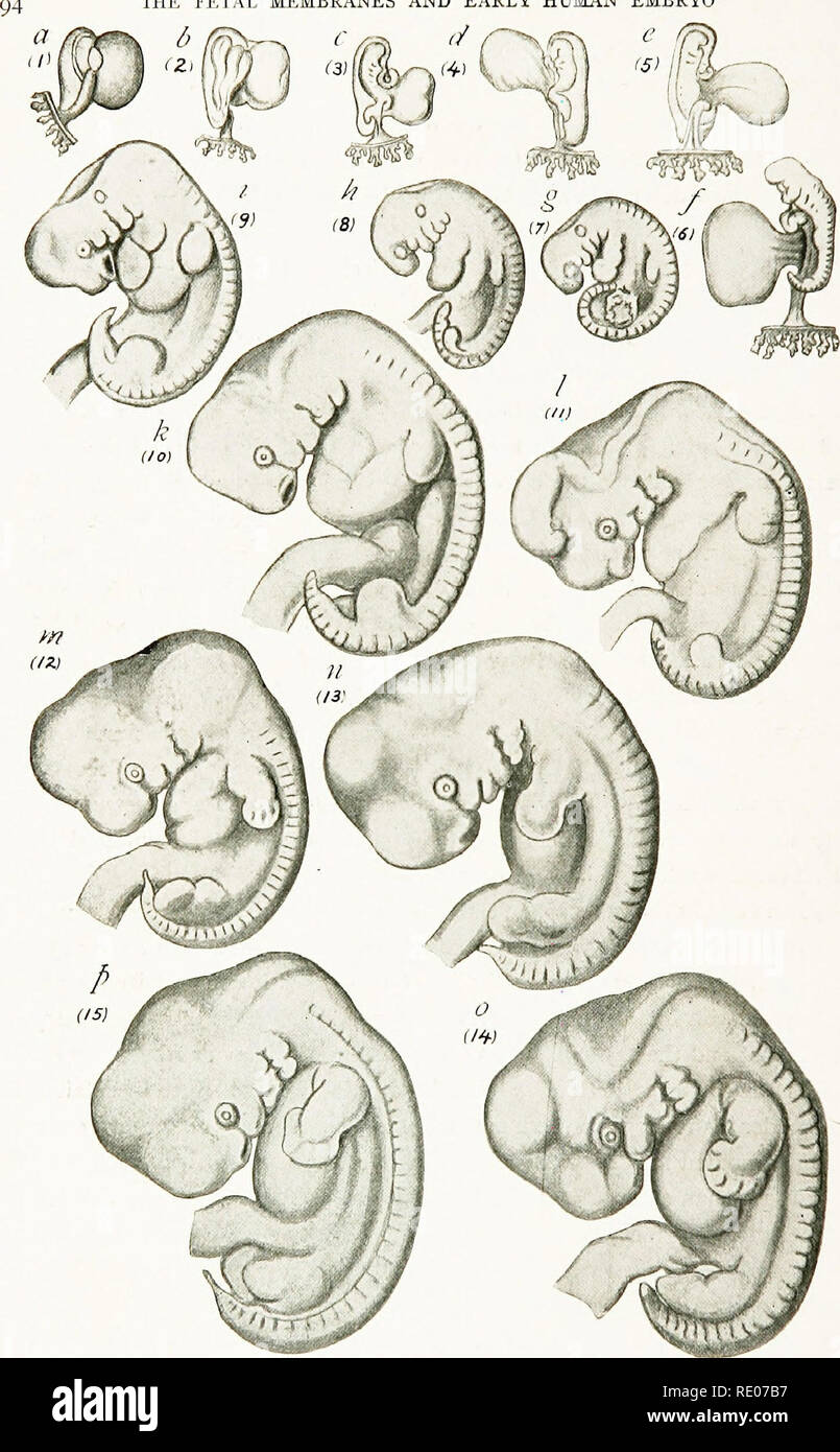Fetal images hi-res stock photography and images - Alamy