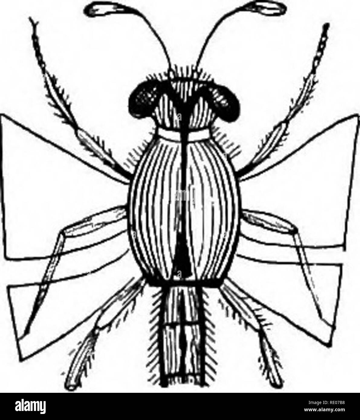 . Outlines of the comparative physiology and morphology of animals ...