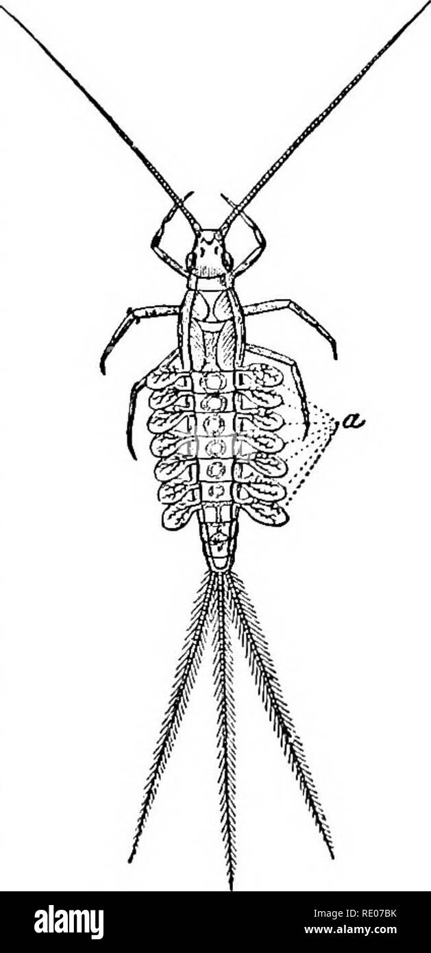 Campodea hi-res stock photography and images - Alamy