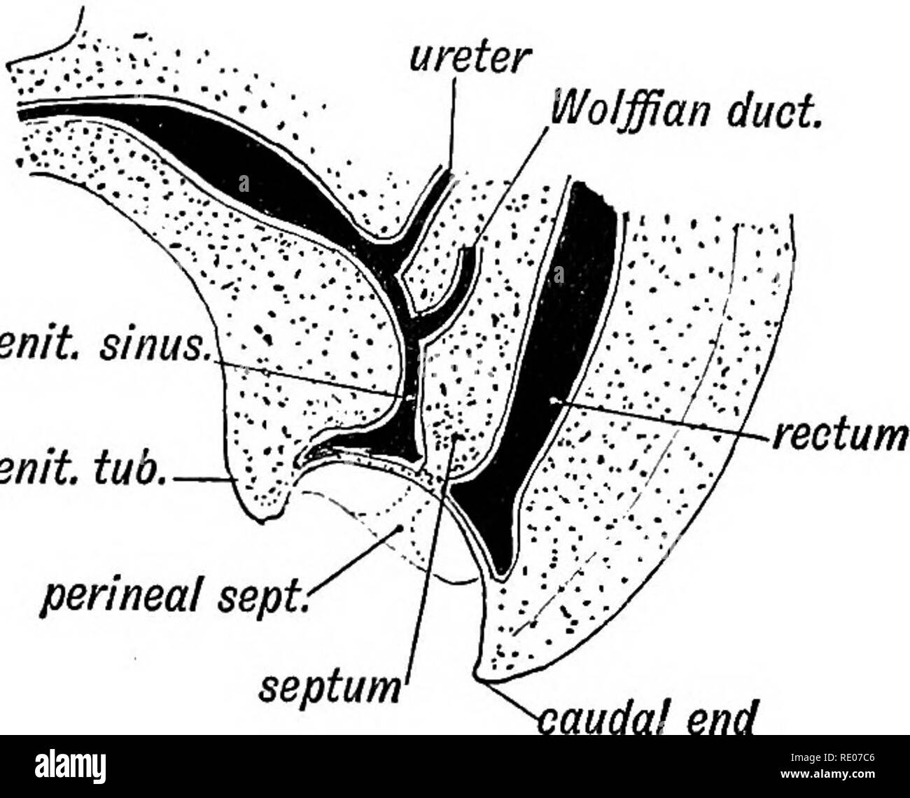 Perineal body Black and White Stock Photos & Images - Alamy