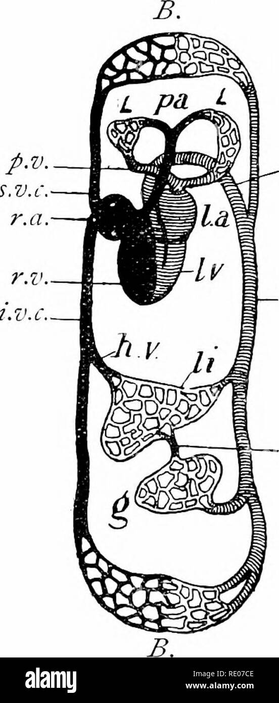 . Outlines of zoology. Zoology. 456 STRUCTURE OF VERTEBRATA. The ...