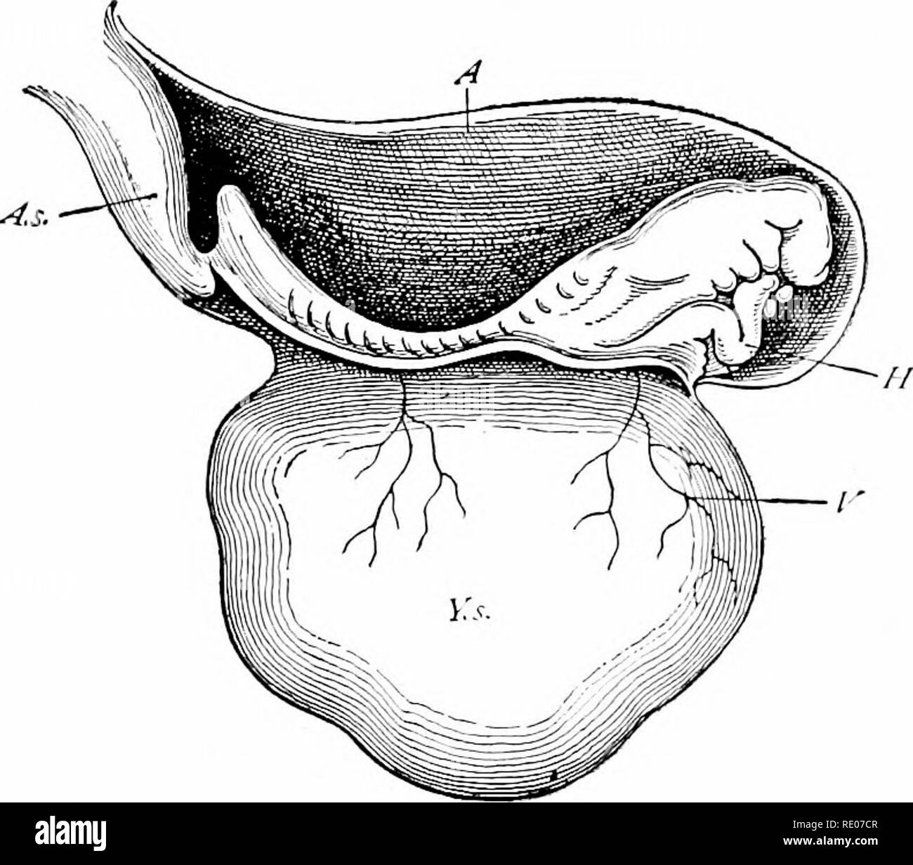 Human embryo tail Black and White Stock Photos & Images - Alamy