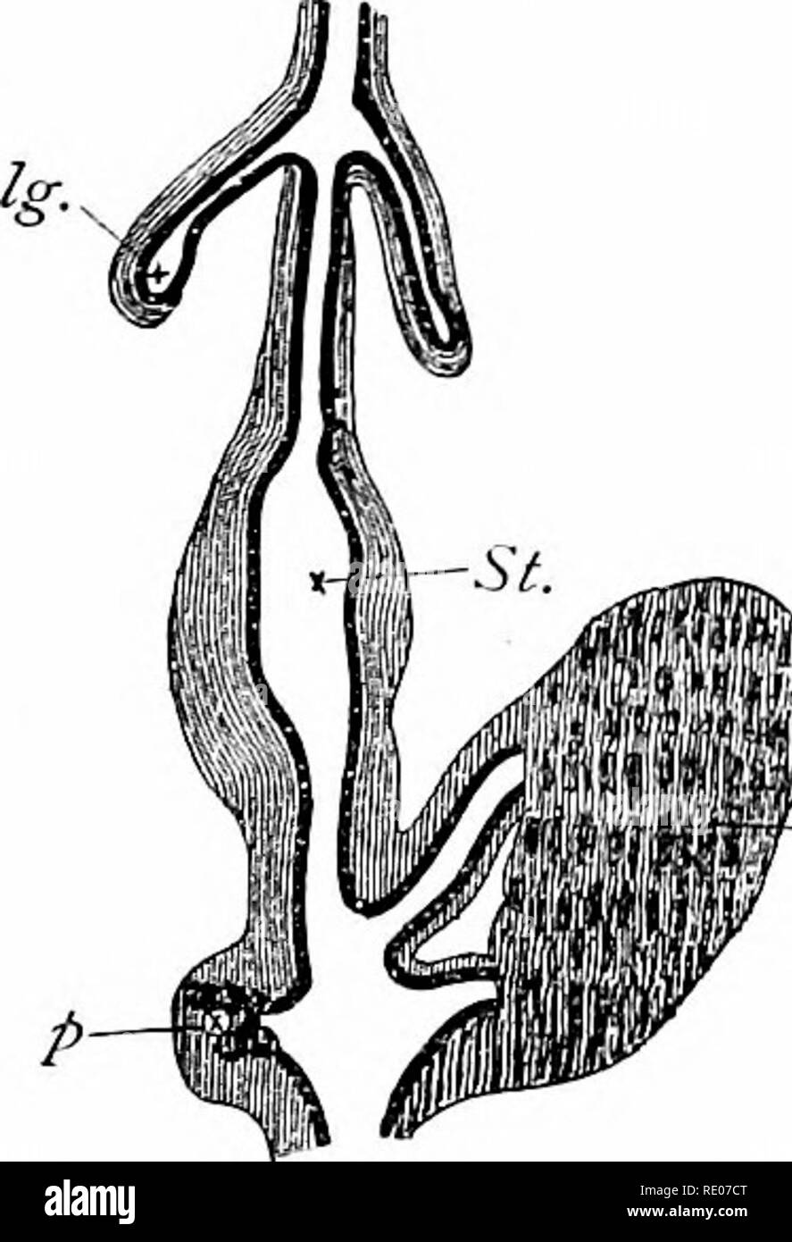 Digestive system functions hi-res stock photography and images - Alamy