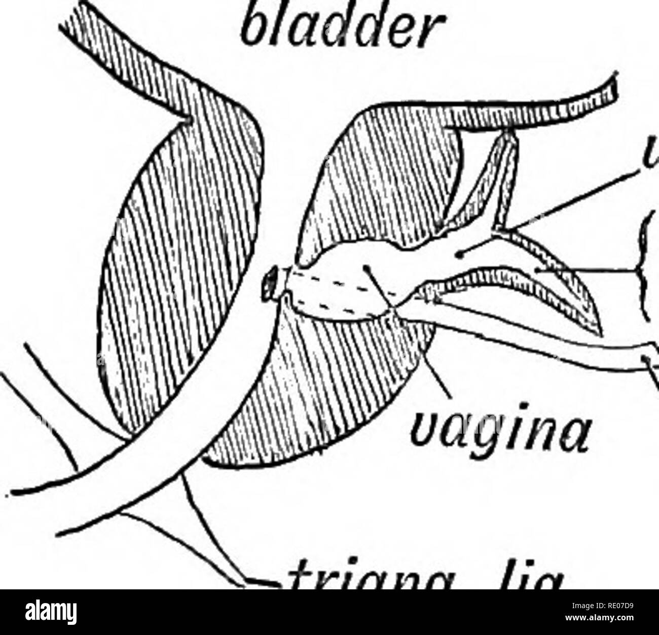 . Human embryology and morphology. Embryology, Human; Morphology ...