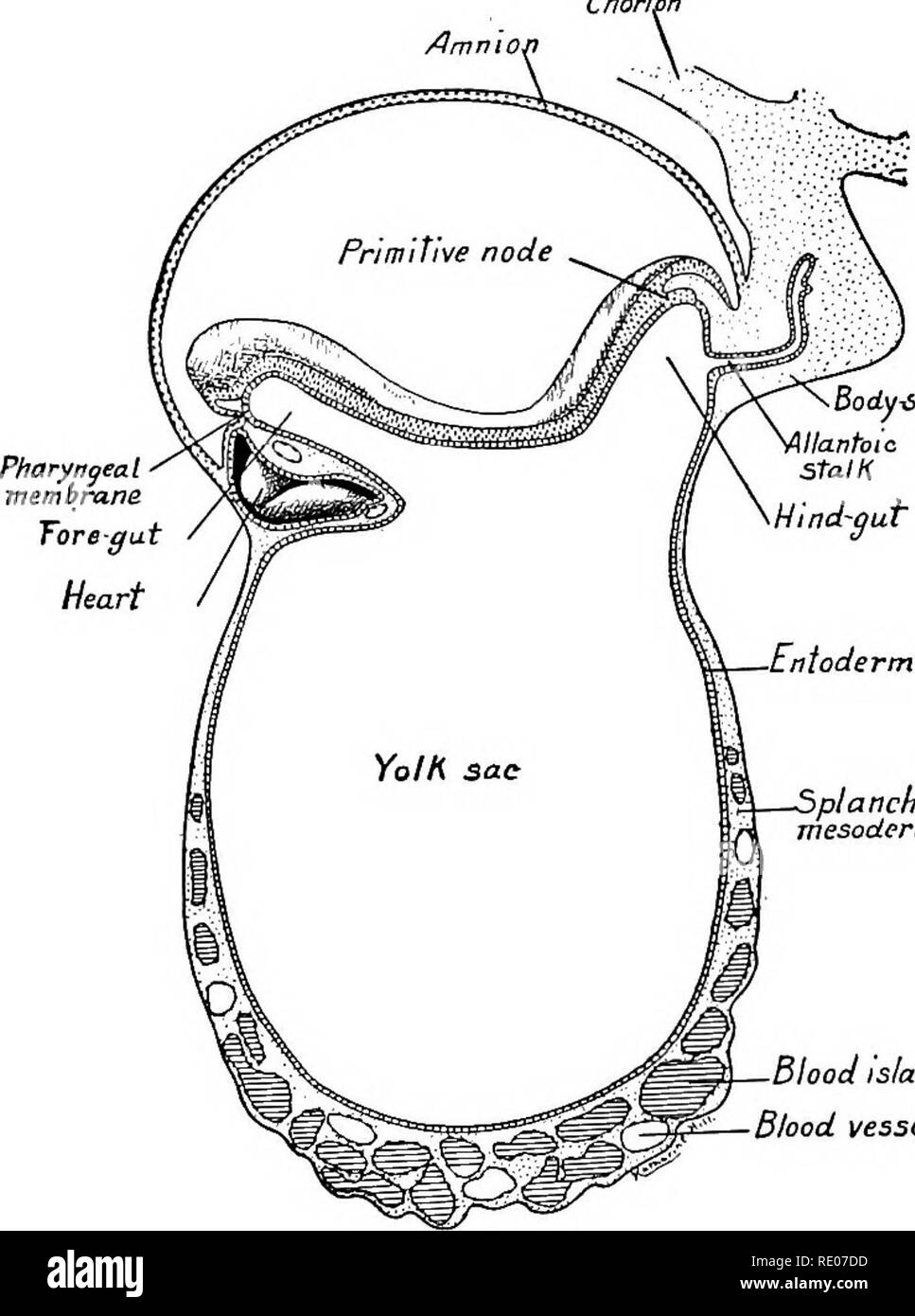 Allantoic Stalk High Resolution Stock Photography and Images - Alamy