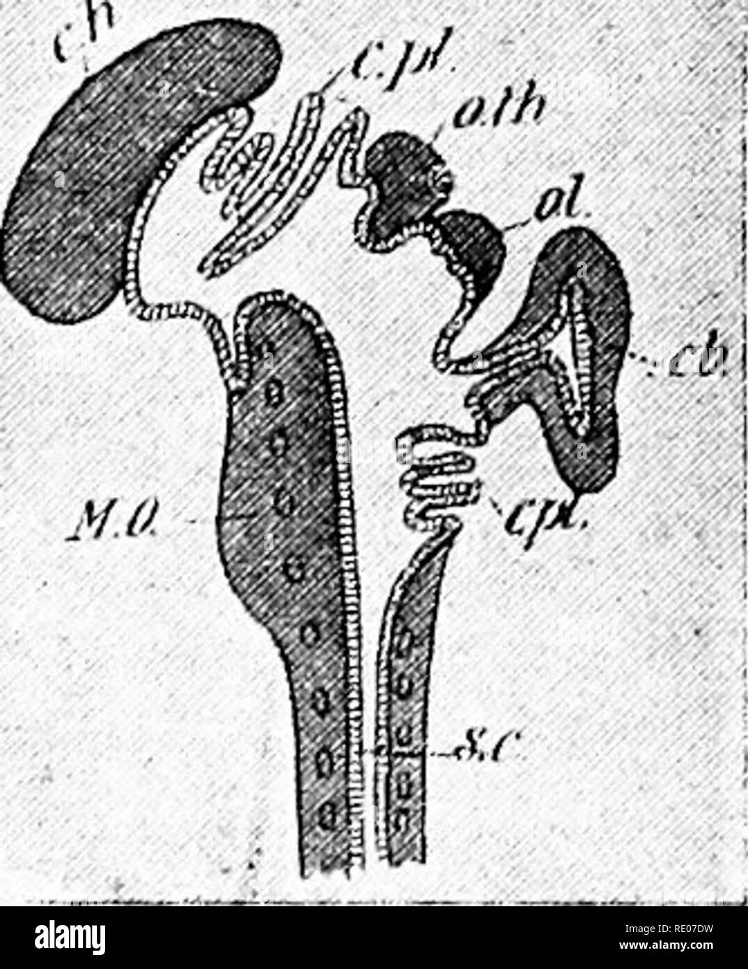 Angitis hi-res stock photography and images - Alamy