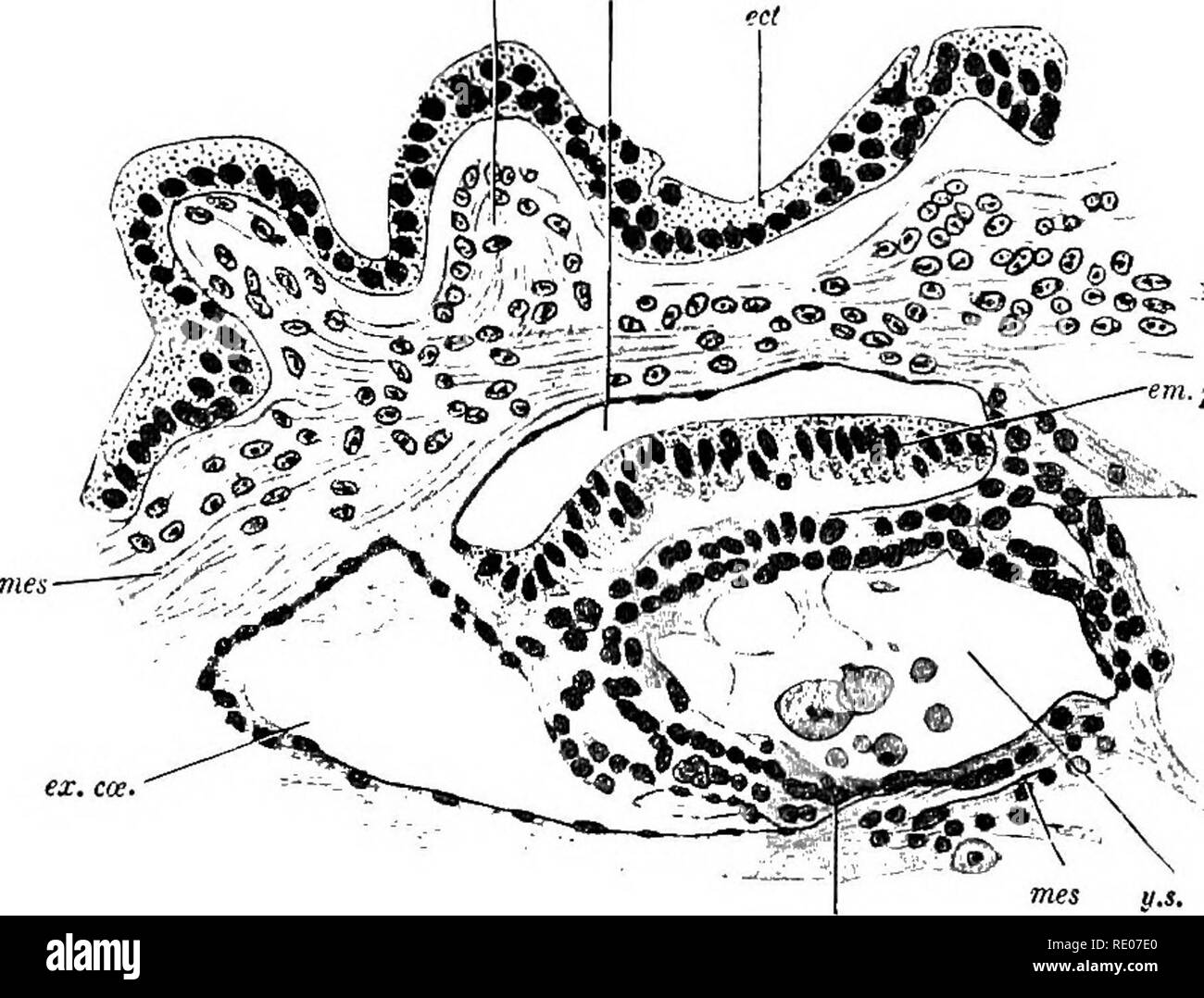 . A laboratory manual and text-book of embryology. Embryology. EARLY ...