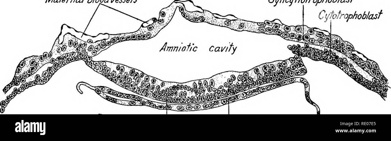 . A laboratory manual and text-book of embryology. Embryology ...