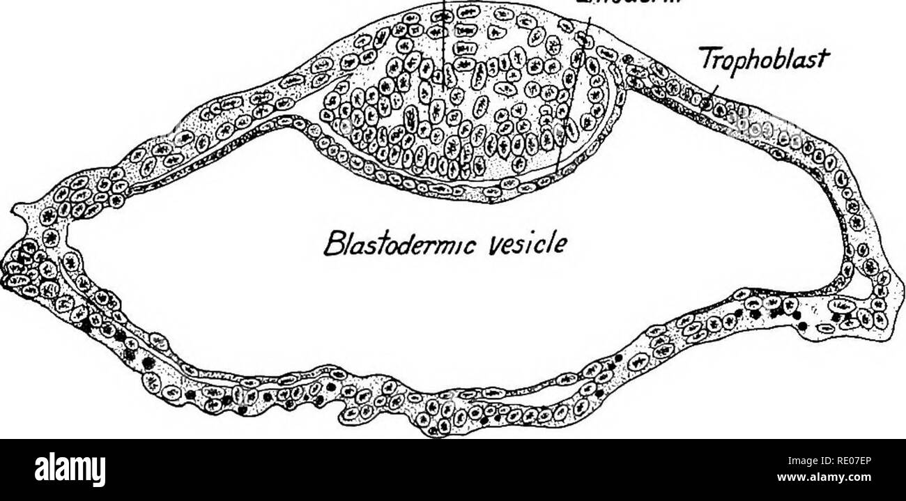 Inner cell mass hi-res stock photography and images - Alamy