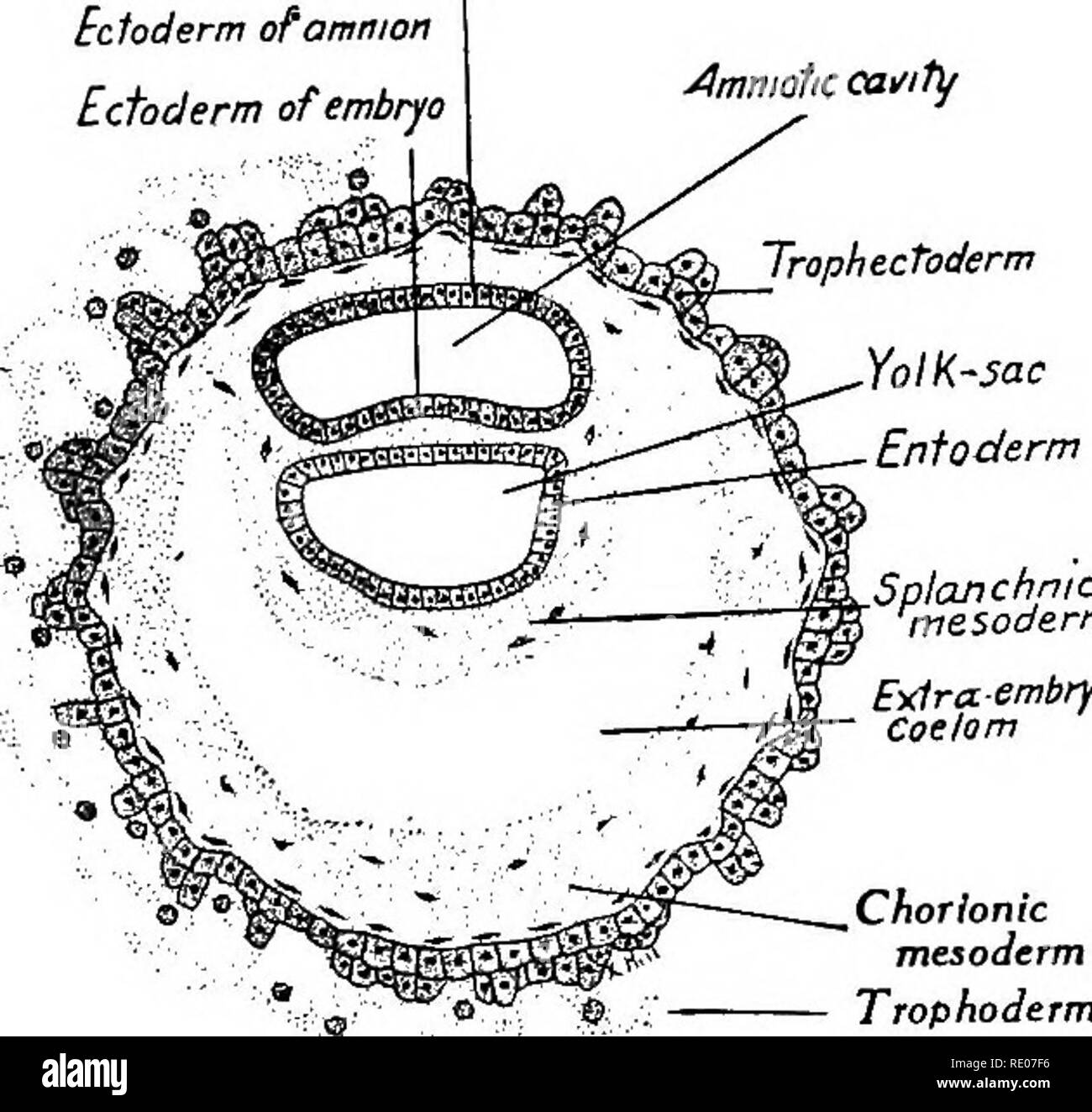 . A laboratory manual and text-book of embryology. Embryology. Ectoderm ...