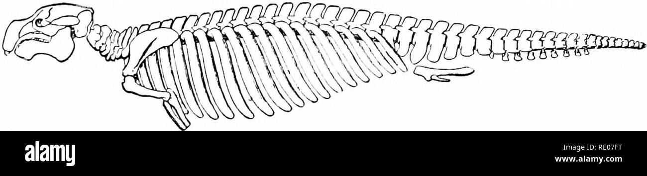 Skeleton of a whale Black and White Stock Photos & Images - Alamy