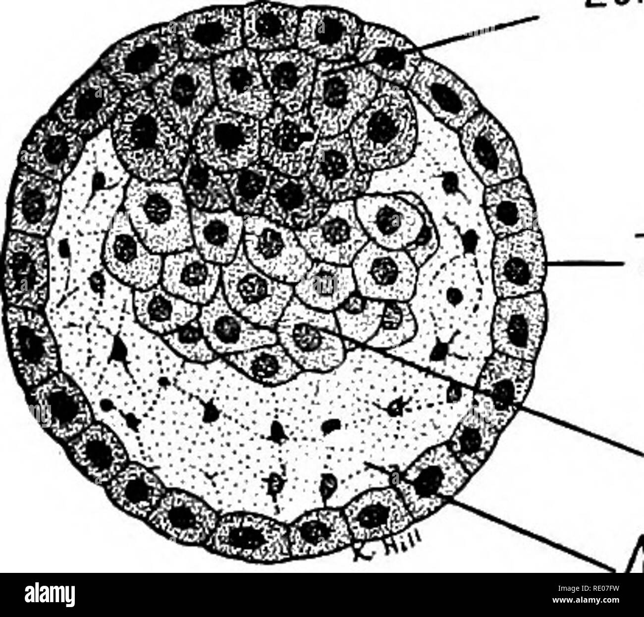 Amniotic structure Black and White Stock Photos & Images - Alamy