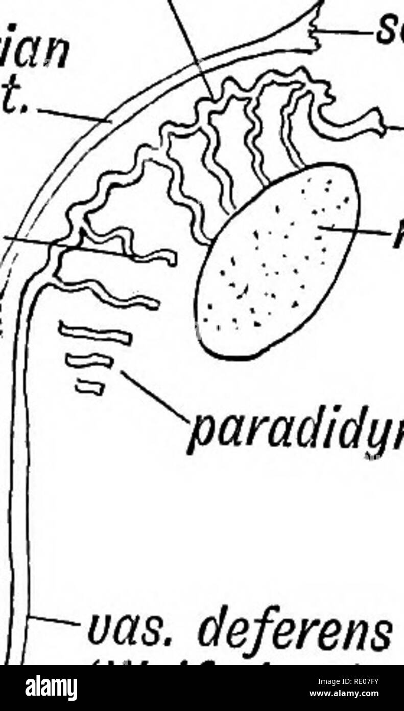 Human Testicle Stock Photos & Human Testicle Stock Images - Alamy