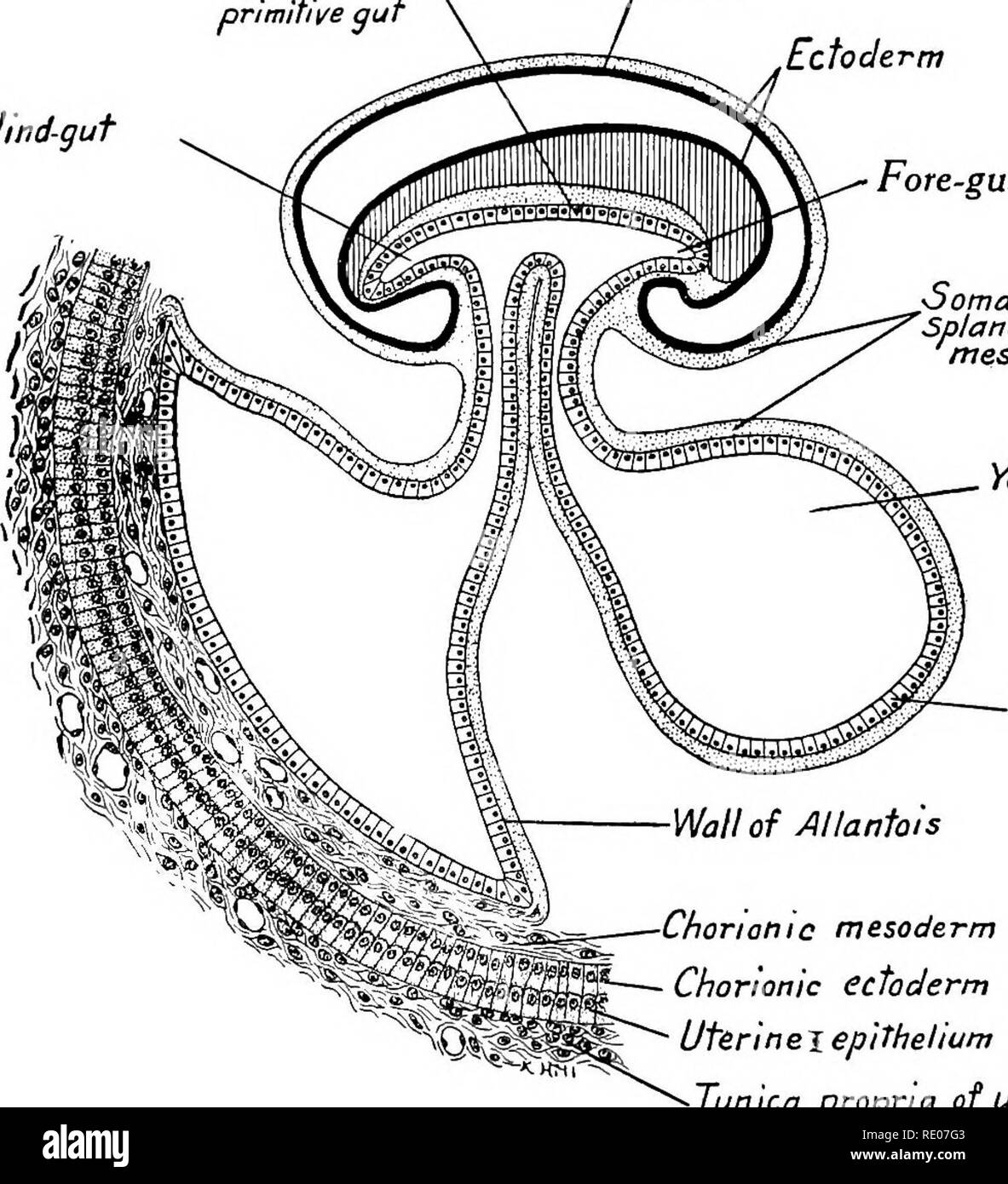 Mesoderm Embryology