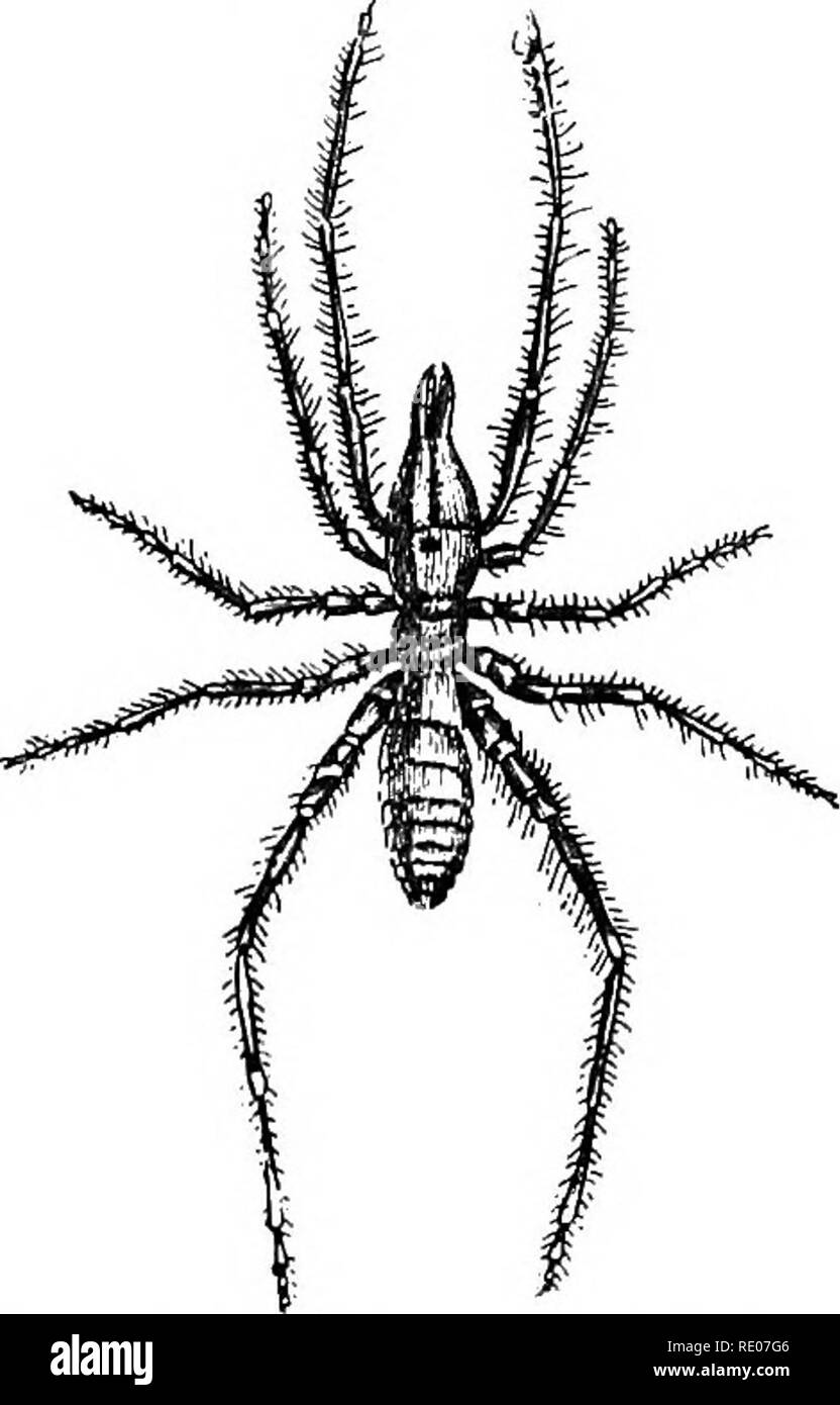 Pedipalp pedipalps Black and White Stock Photos & Images - Alamy