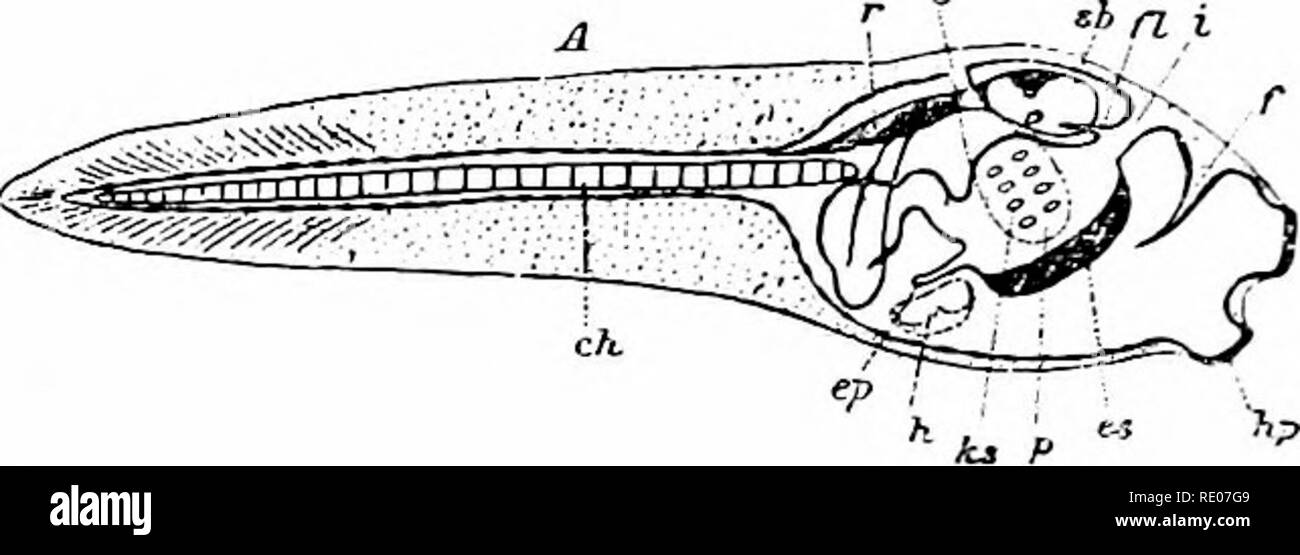 Gill slits Black and White Stock Photos & Images - Alamy