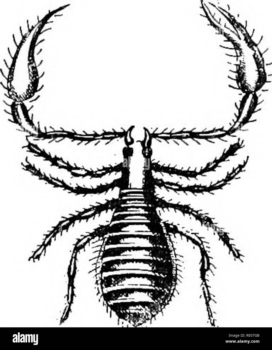 Scorpionida hi-res stock photography and images - Alamy