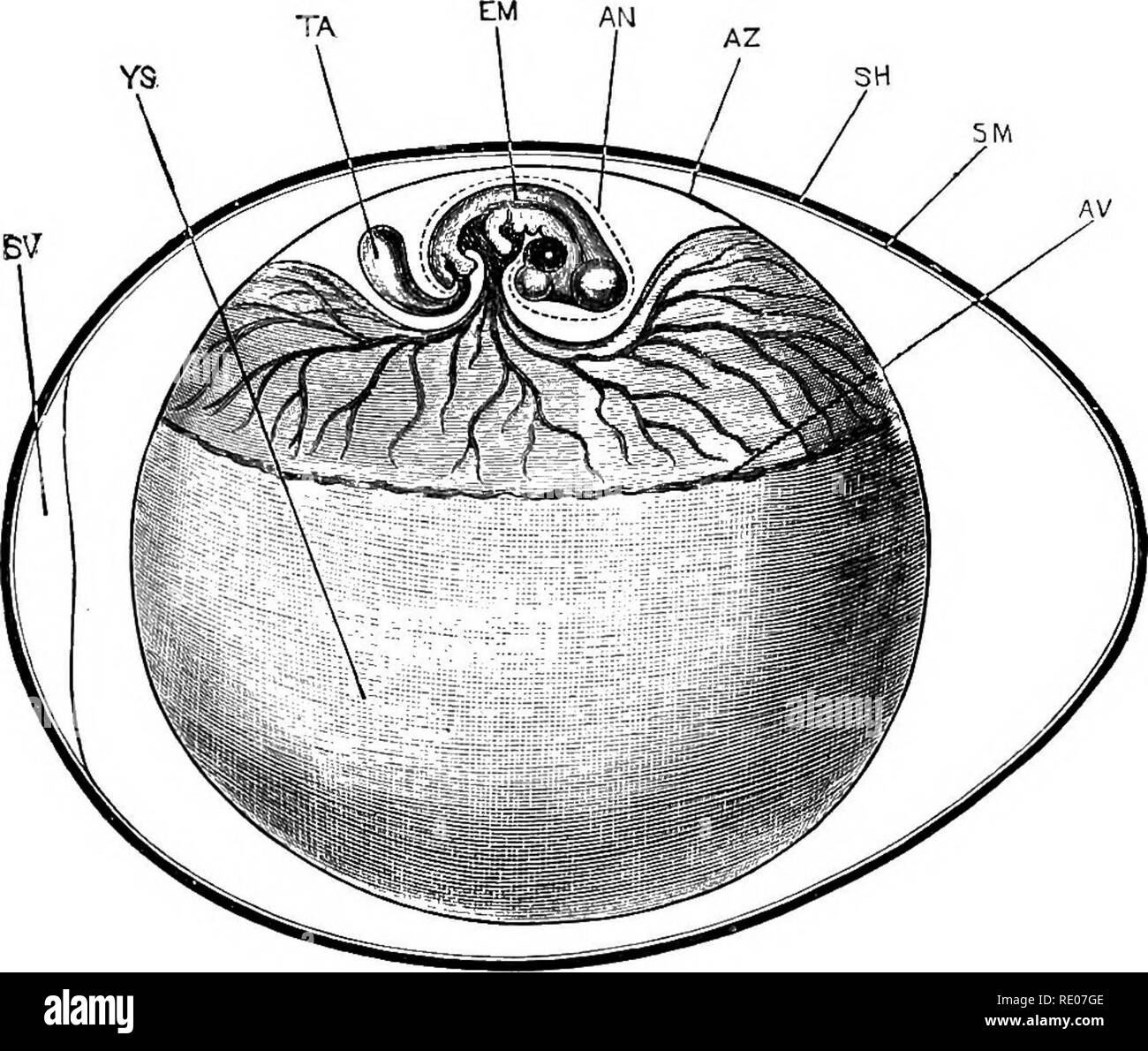 Allantoic stalk hi-res stock photography and images - Alamy