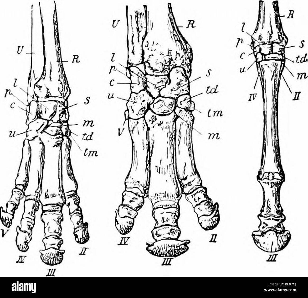 . A manual of zoology. Zoology. G4() GUORDATA. permit freer motion, the ...