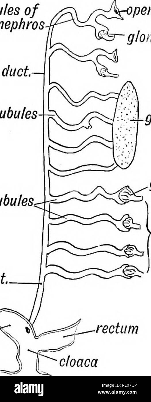 . Human embryology and morphology. Embryology, Human; Morphology ...