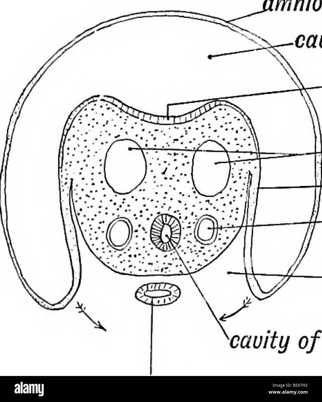 . Human embryology and morphology. Embryology, Human; Morphology. 100 ...
