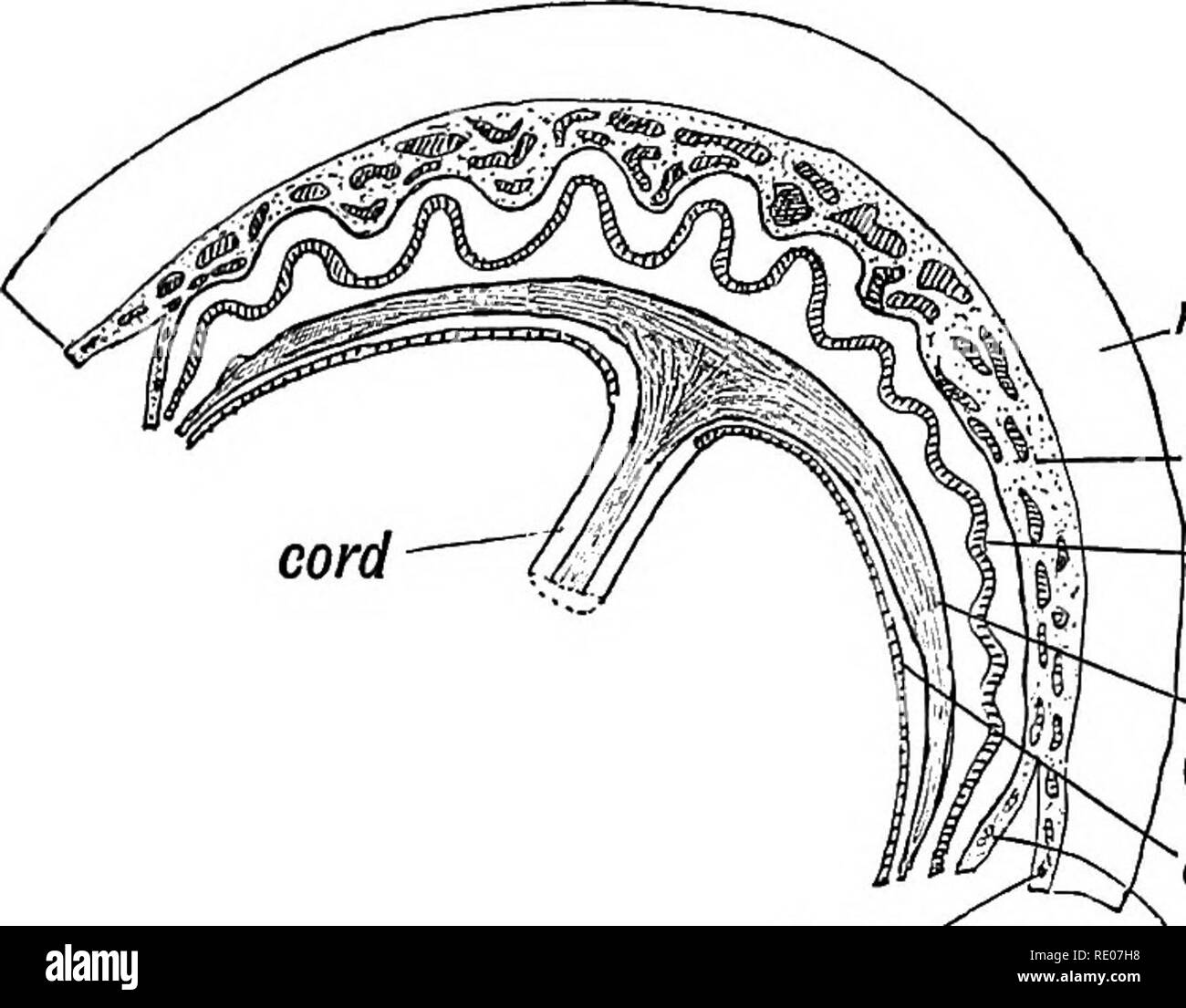 . Human embryology and morphology. Embryology, Human; Morphology. THE ...