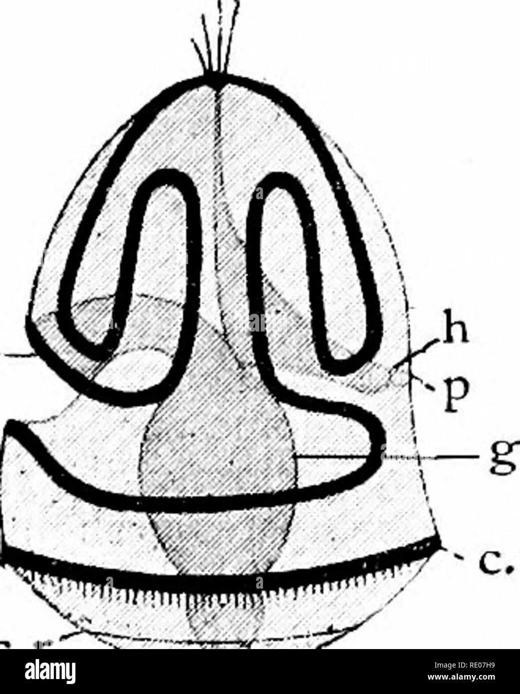 . Outlines of zoology. Zoology. DEVELOPMENT OF BALANOGLOSSUS. 397 ...