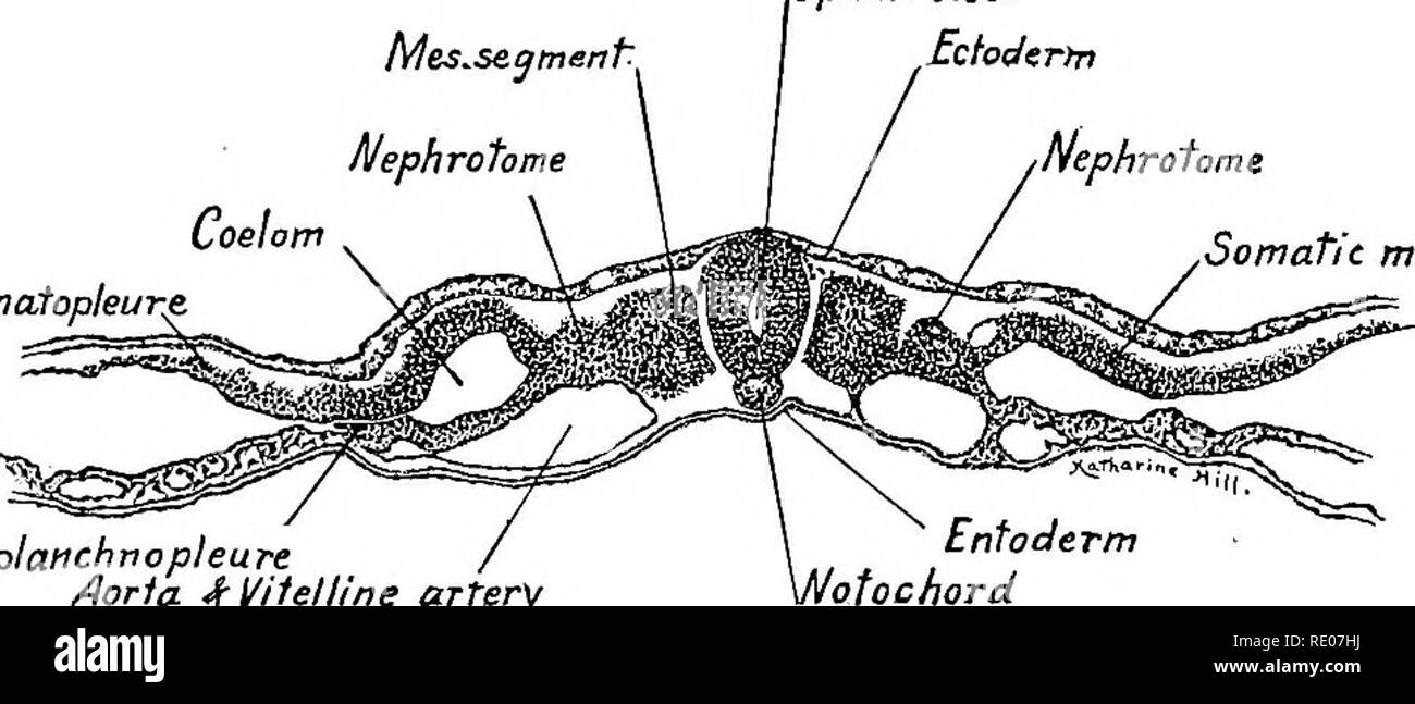 . A laboratory manual and text-book of embryology. Embryology ...