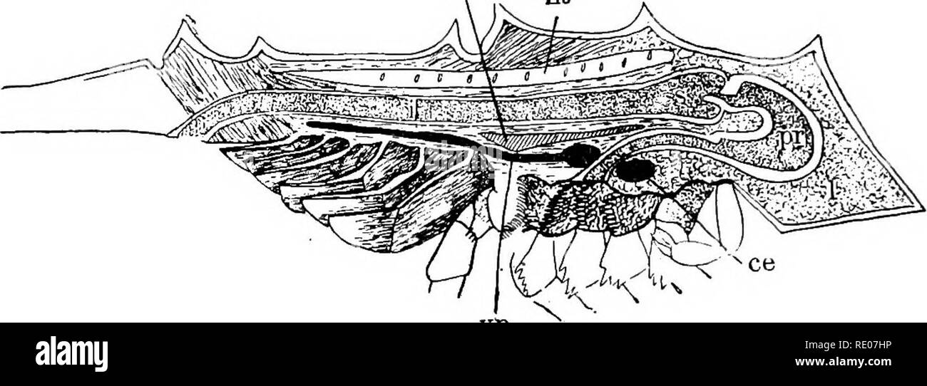. A text-book of invertebrate morphology. Invertebrates. 430 ...