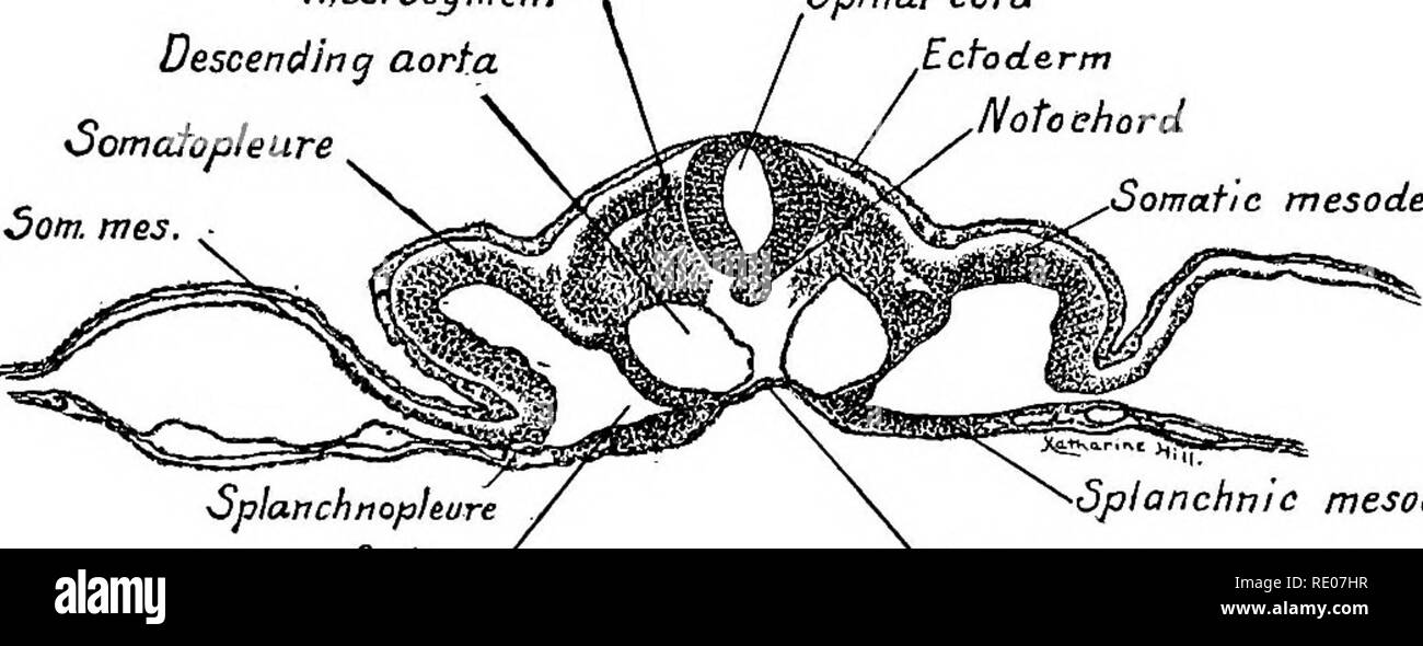 . A laboratory manual and text-book of embryology. Embryology. CHICK ...