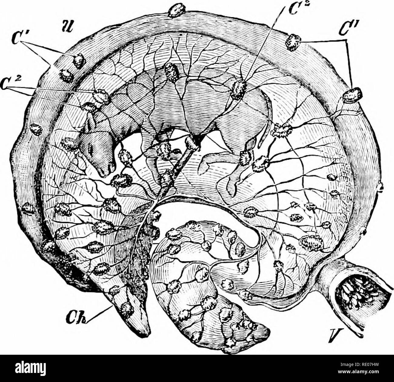 . A manual of zoology. Zoology. ir. VERTEBRATA: MAMMALIA, EDENTATA. 635 ...
