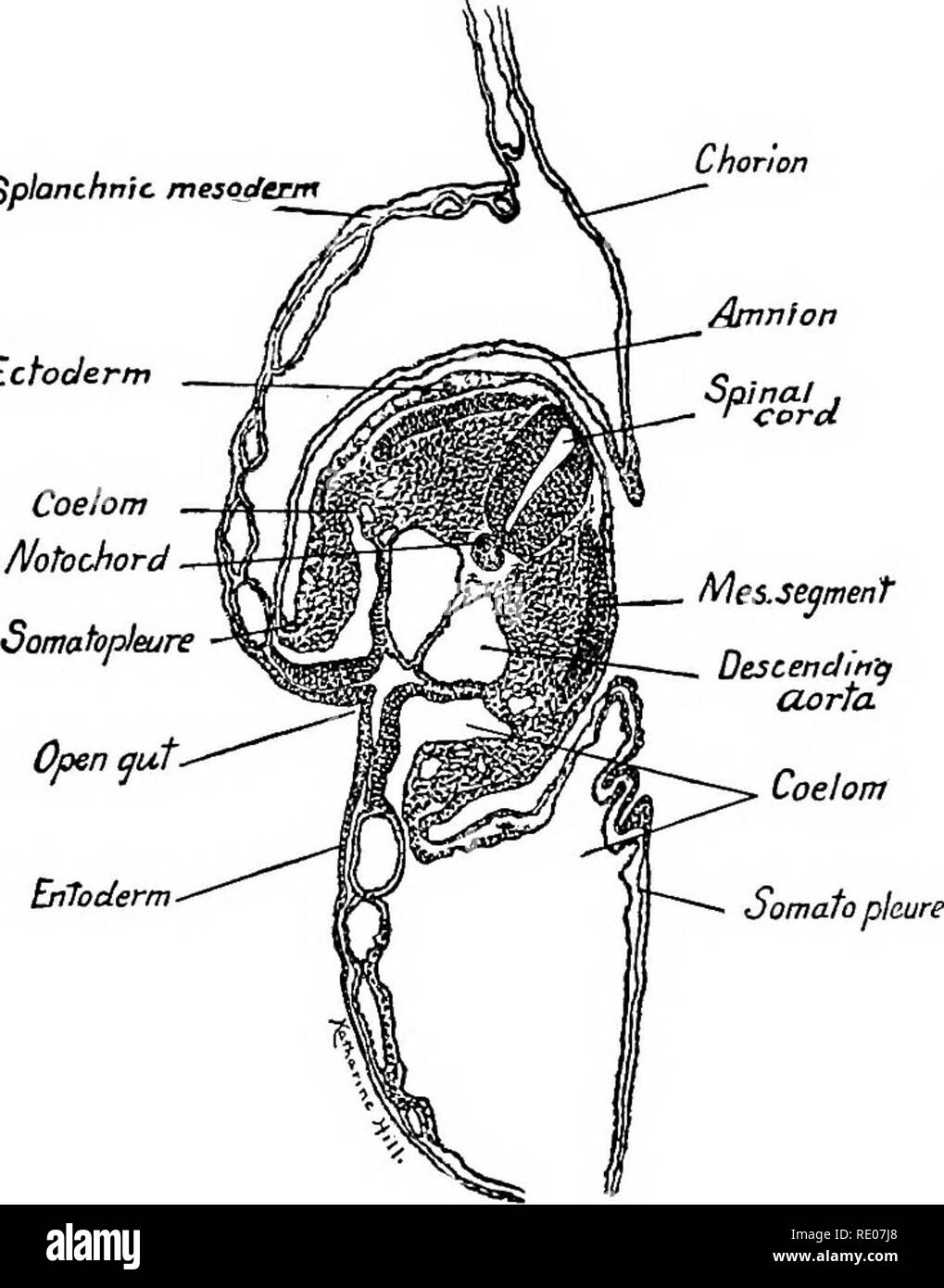 . A laboratory manual and text-book of embryology. Embryology. 72 THE ...
