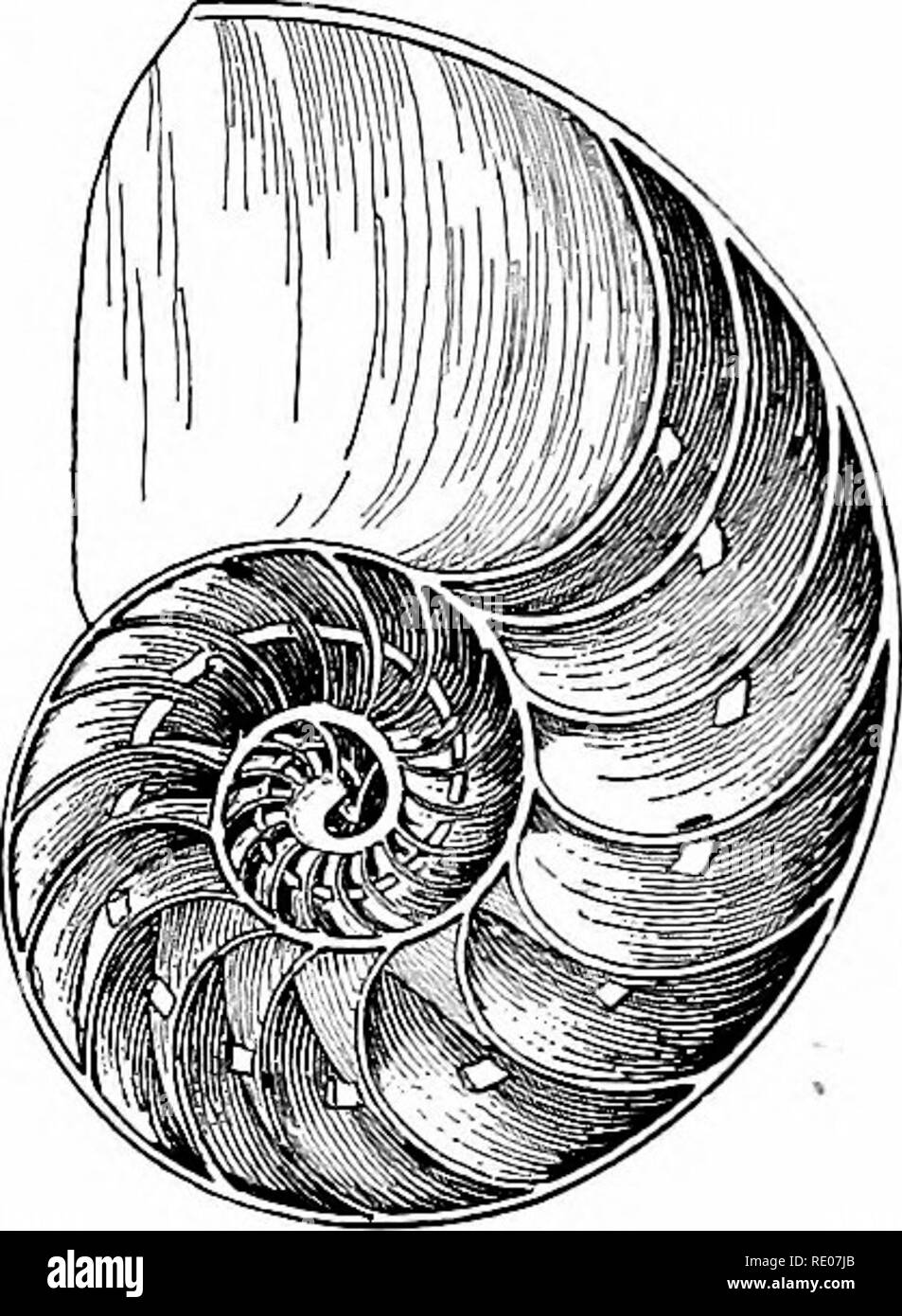 Nautilus Shell Drawing