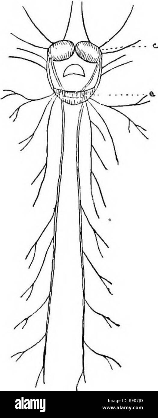 Cephalic disk hi-res stock photography and images - Alamy