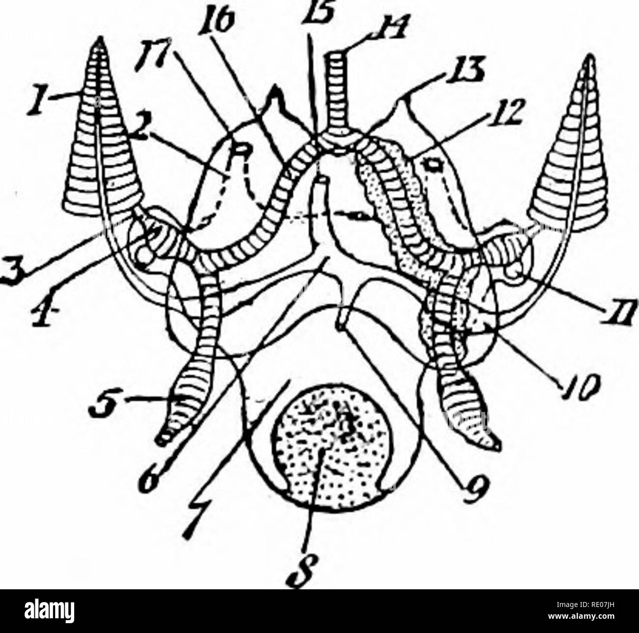 . Outlines of zoology. Zoology. RESPIRATORY AND EXCRETORY SYSTEMS. 381 ...