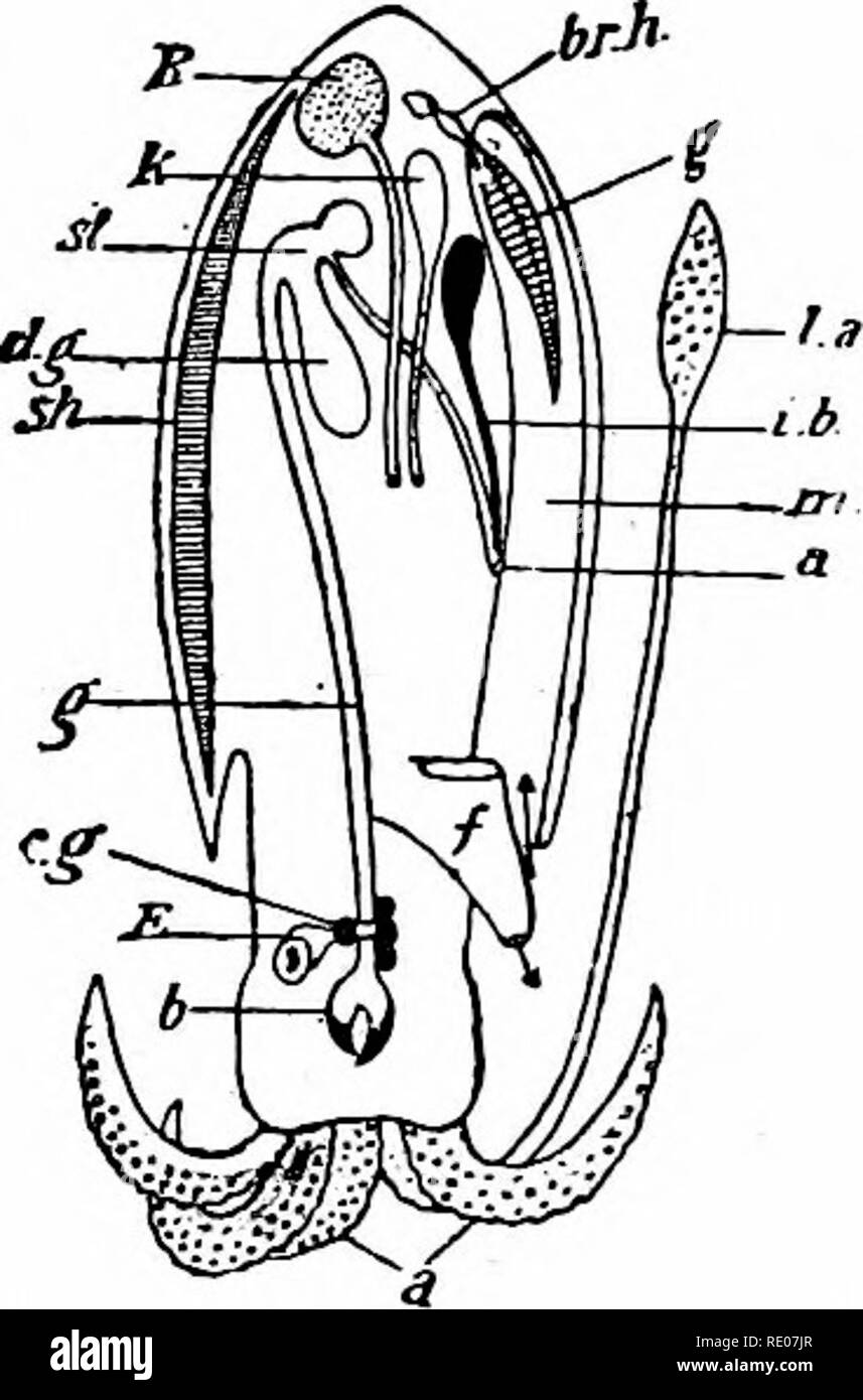 Pancreatic conduct hi-res stock photography and images - Alamy