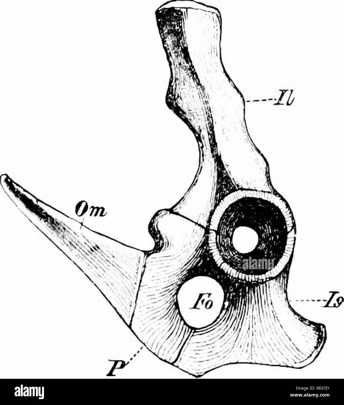 . A manual of zoology. Zoology. lY. VERTEBBATA: MAMMALIA, MOyOTBEMATA ...