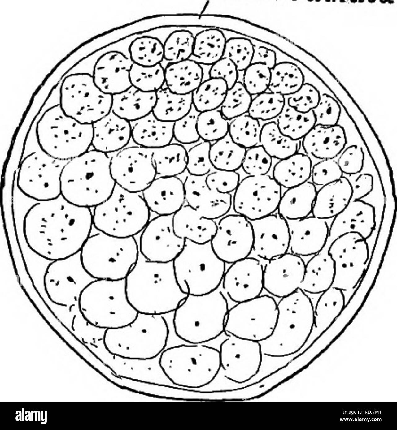 . Human embryology and morphology. Embryology, Human; Morphology. Zona ...