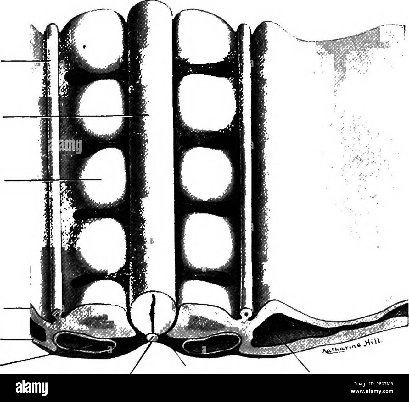 Mesothelial layer hi-res stock photography and images - Alamy