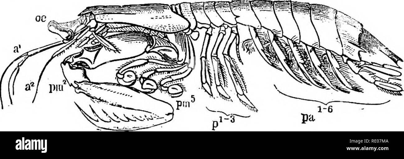 Carapace structures hi-res stock photography and images - Alamy