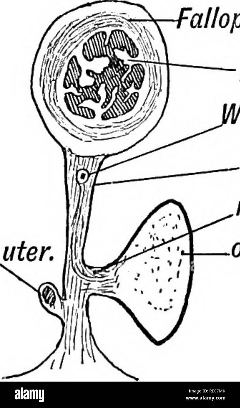 Fallopian tube section hi-res stock photography and images - Alamy