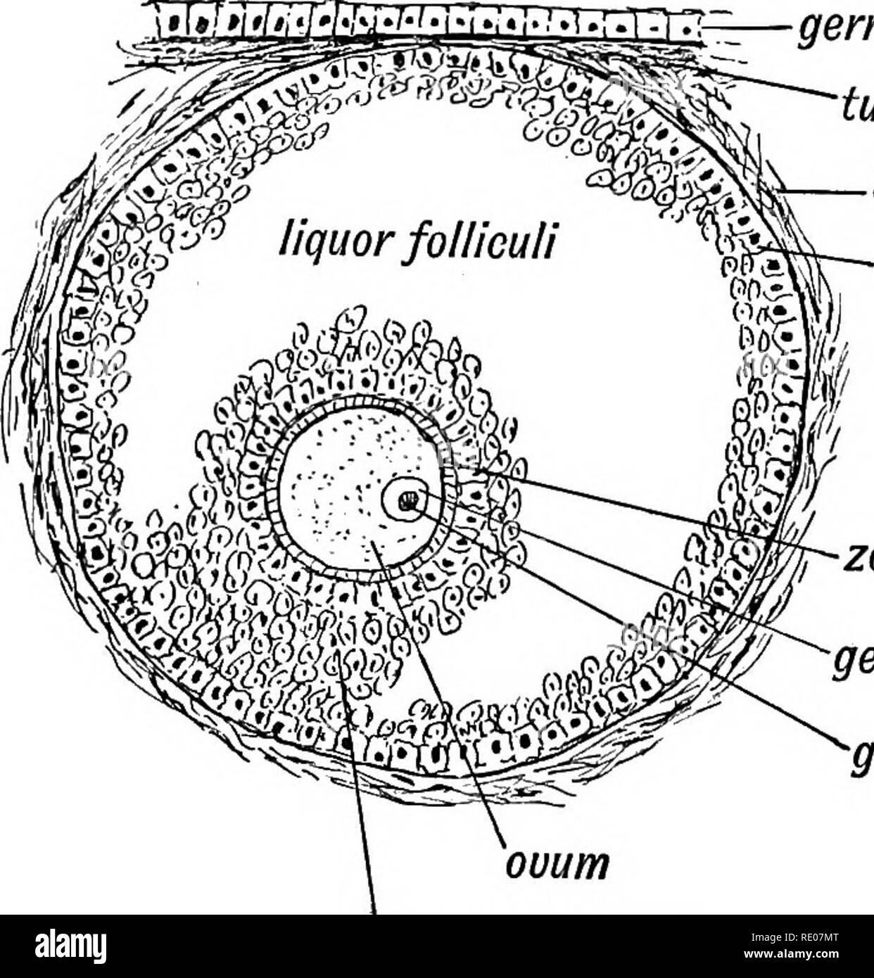Ovary Model Germinal Epithelium